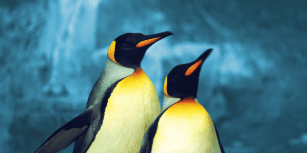 Światowy Dzień Wiedzy o Pingwinach – ciekawostki, które Cię zaskoczą